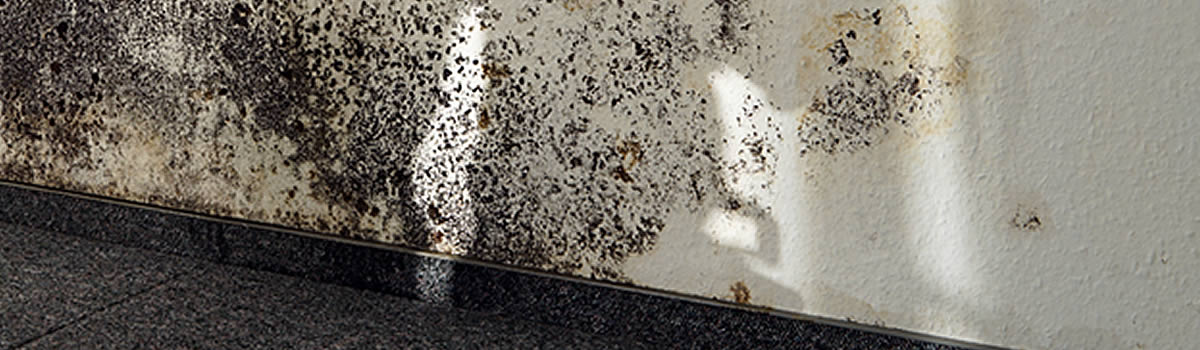 Mould Removal Melbourne|Professional mould experts specialising in ...